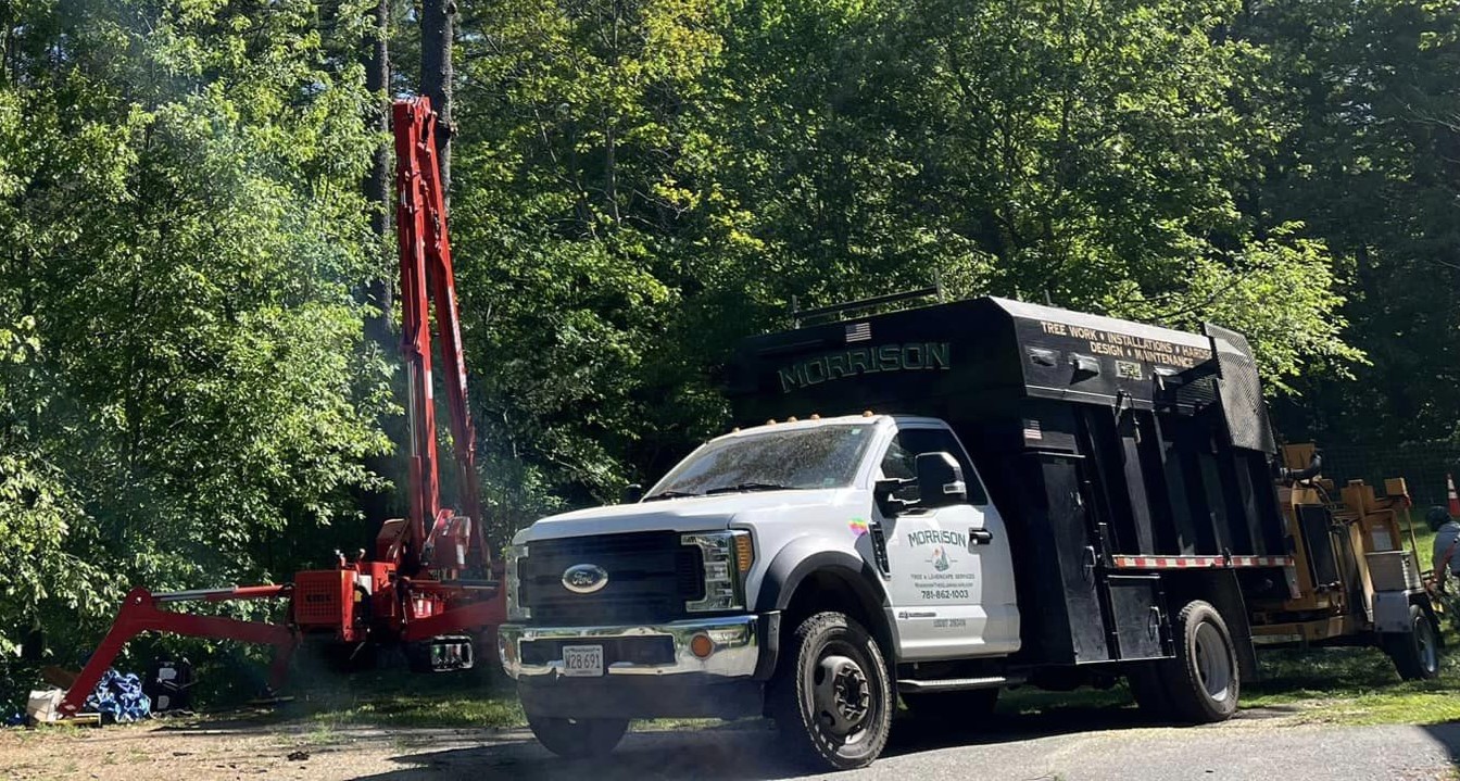 Tree Services – Morrison Tree & Landscape Services